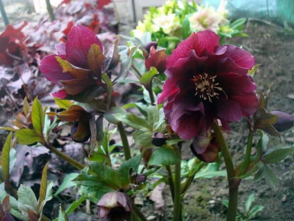 Spanz sau Helleborus - Gradina Chic