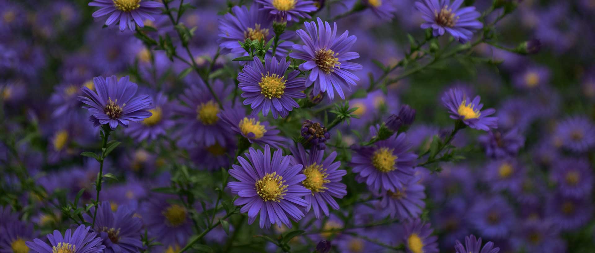 Flori si plante perene din Romania Gradina Chic - Iubim florile