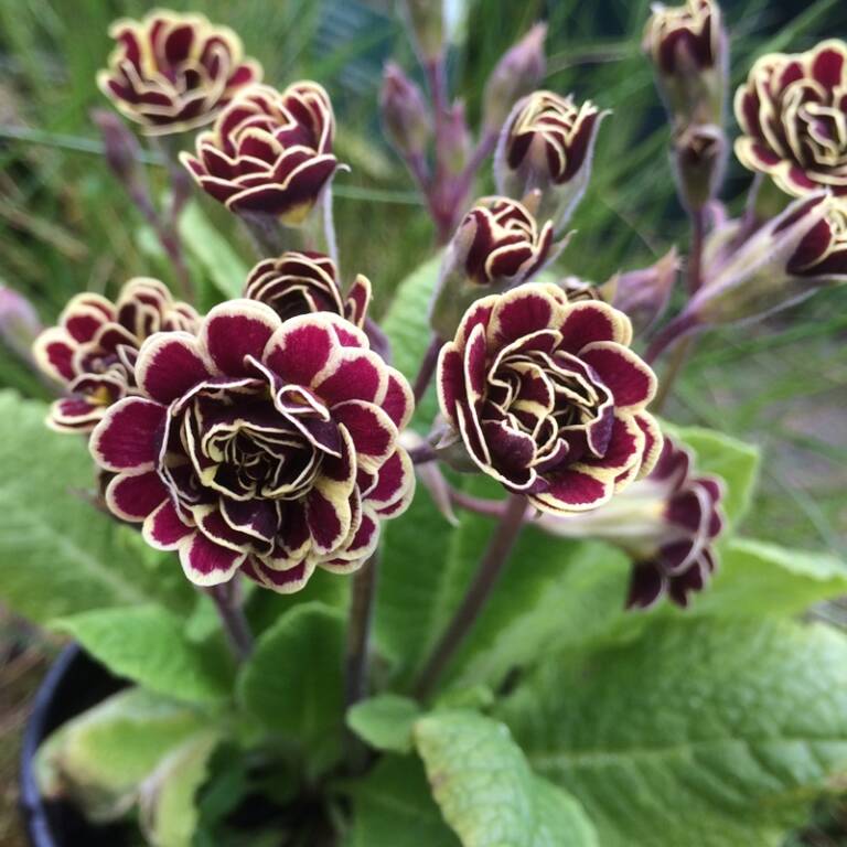 Primula Elizabeth Killelay - Gradina Chic