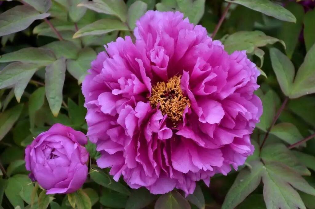 Bujor arbustiv Fu Gui Man Tang - Gradina Chic