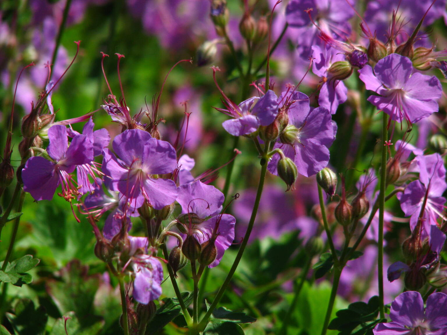 Geranium Cambridge - Gradina Chic