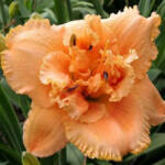 Flori si plante perene, trandafiri, bujori din Romania - Gradina Chic