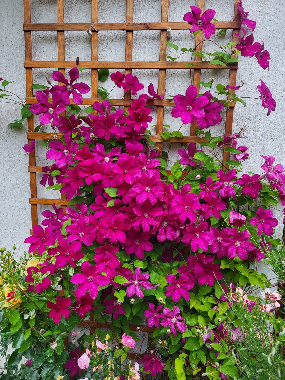 Gradina Chic - Clematis Kardynal Wyszynski