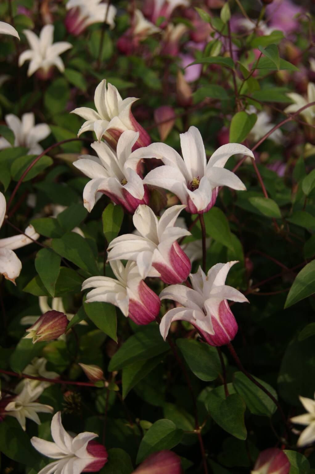 Gradina Chic - Clematis Princess Kate