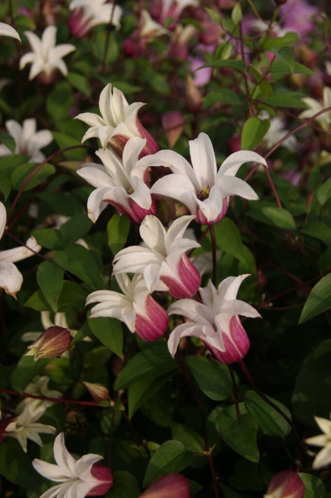 Gradina Chic - Clematis Princess Kate