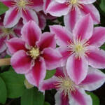 Flori si plante perene, trandafiri, bujori din Romania - Gradina Chic