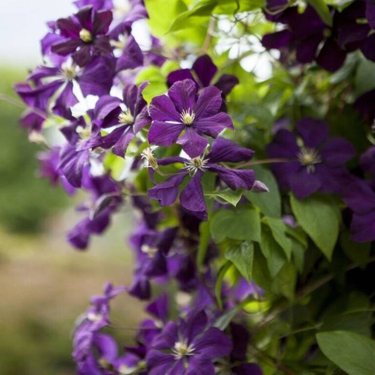 Clematis Etoile Violette - Gradina Chic