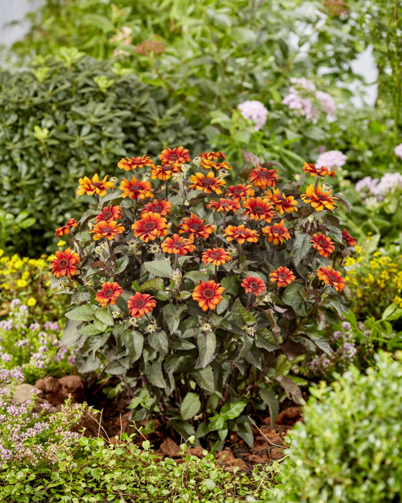 Heliopsis Luna Roja - Gradina Chic