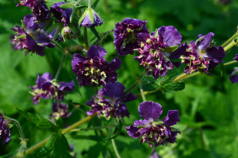Geranium Joseph Green - Gradina Chic