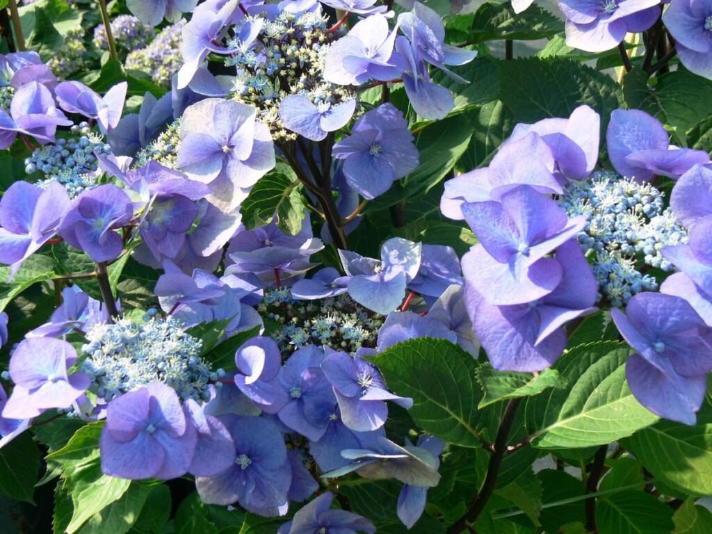 Gradina Chic - Hortensie Zorro Bleu Black Steel