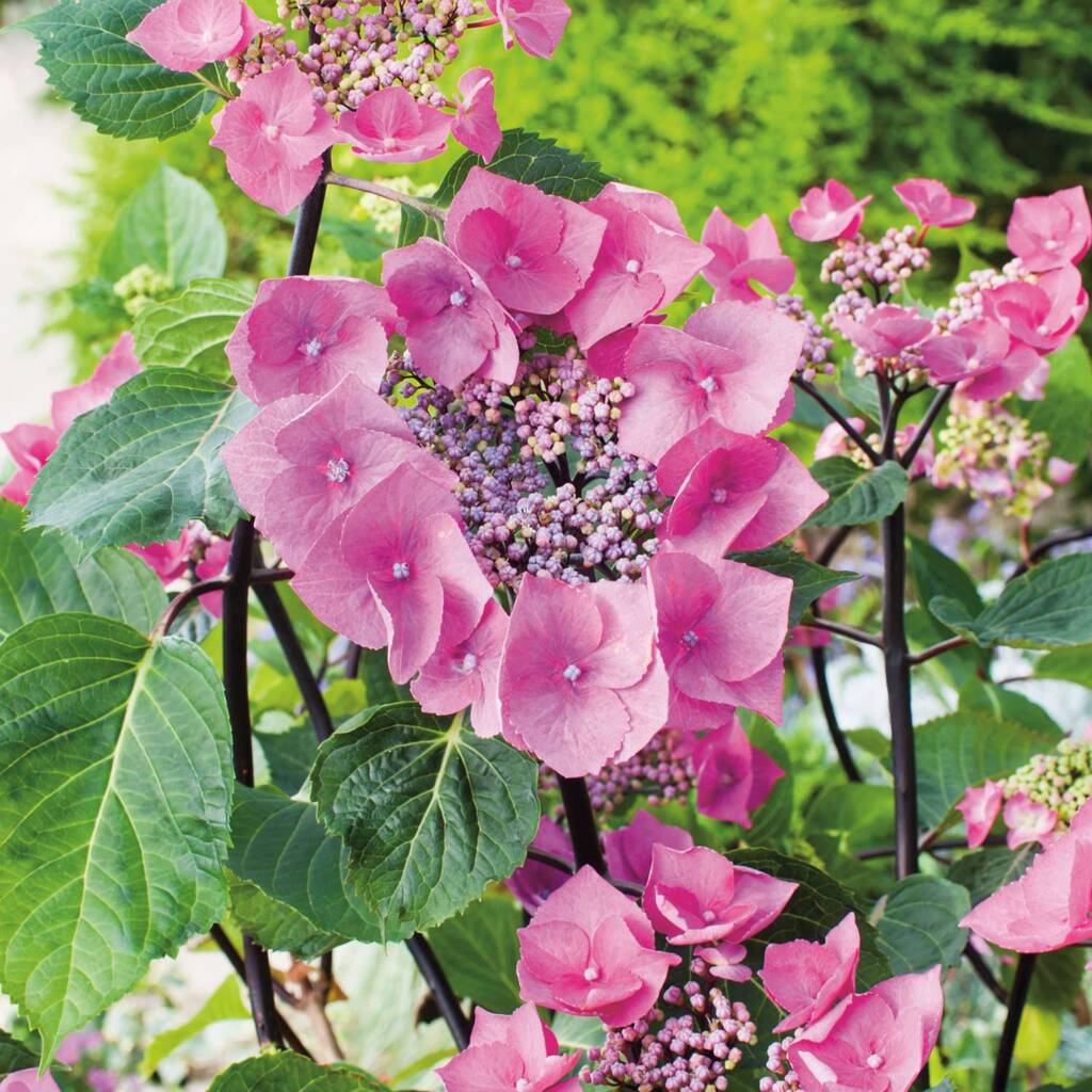 Hortensie Zorro Pink Black Steel - Gradina Chic