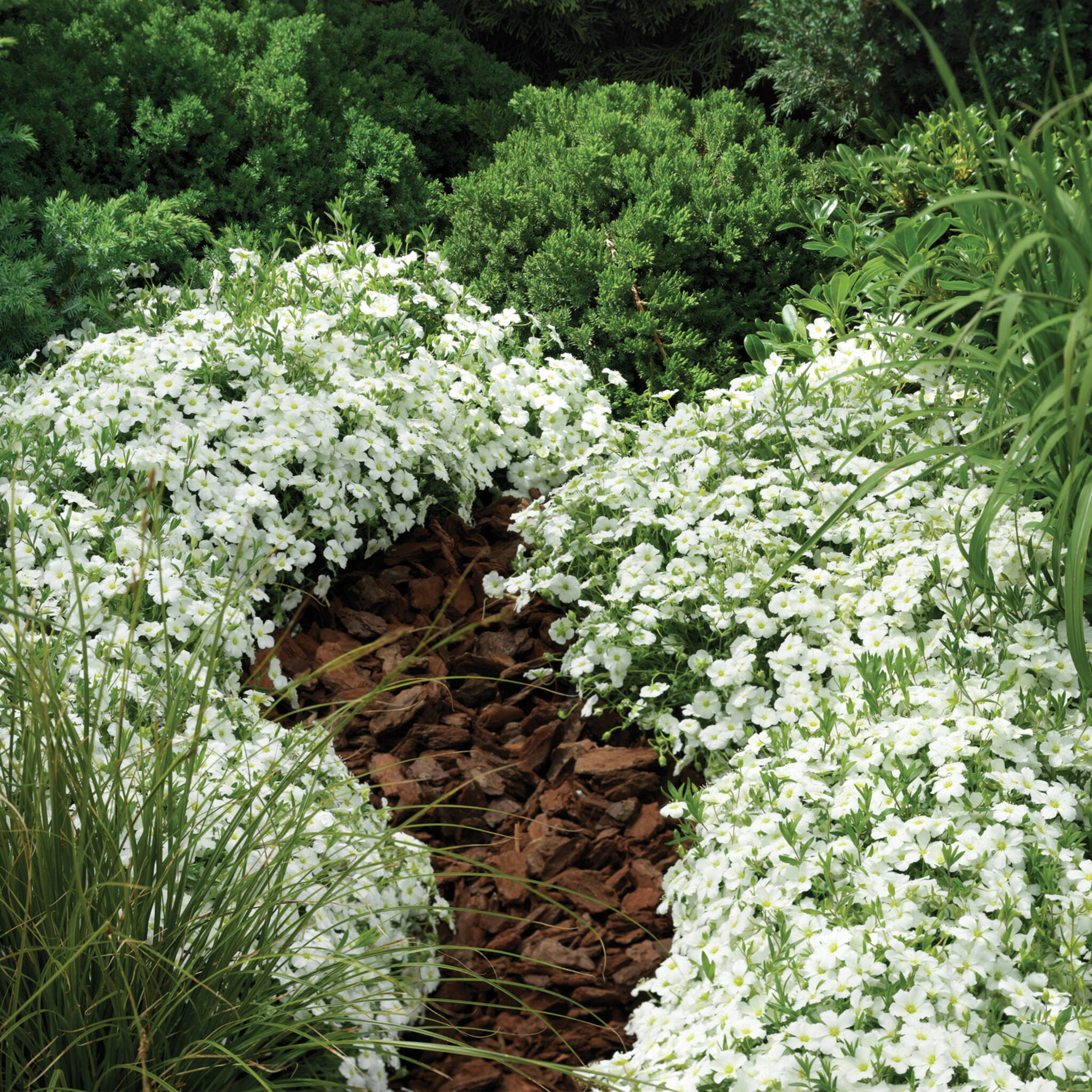 Arenaria Montana Blizzard Compact - Gradina Chic