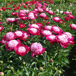 Flori si plante perene, trandafiri, bujori din Romania - Gradina Chic