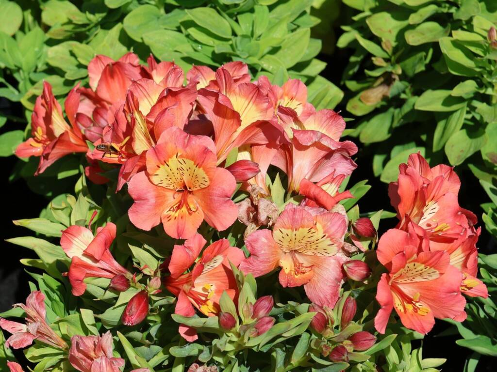 Astroemeria Valley Girl - Gradina Chic