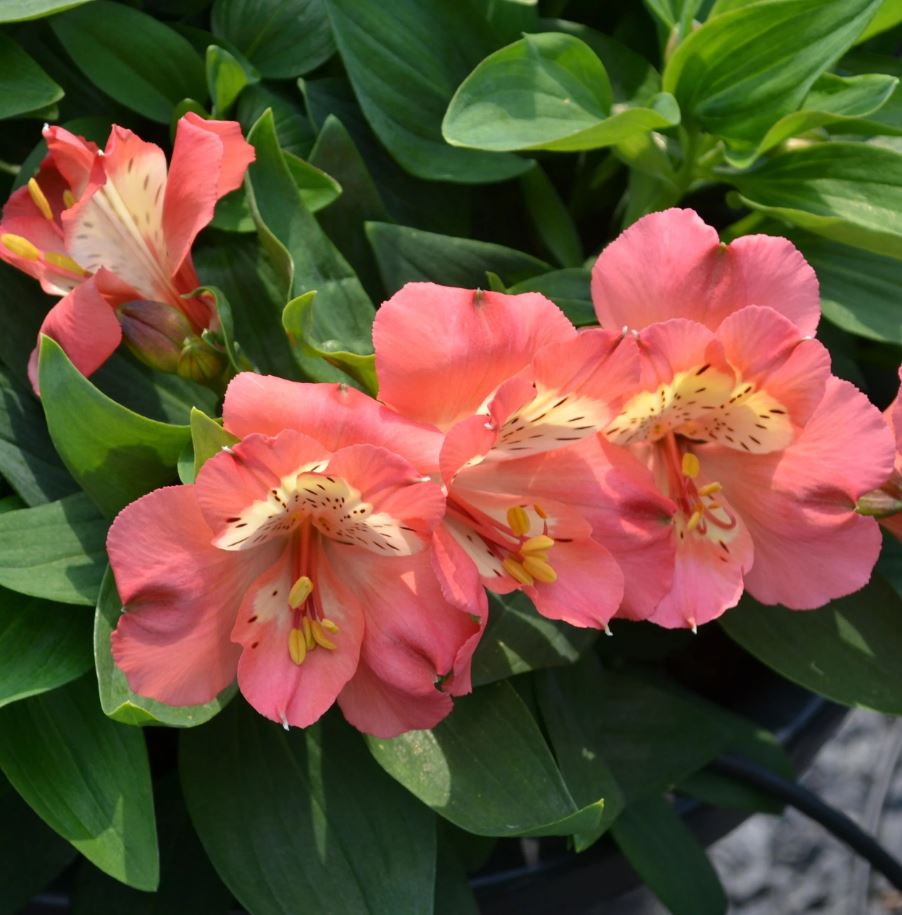 Astroemeria Valley Girl - Gradina Chic